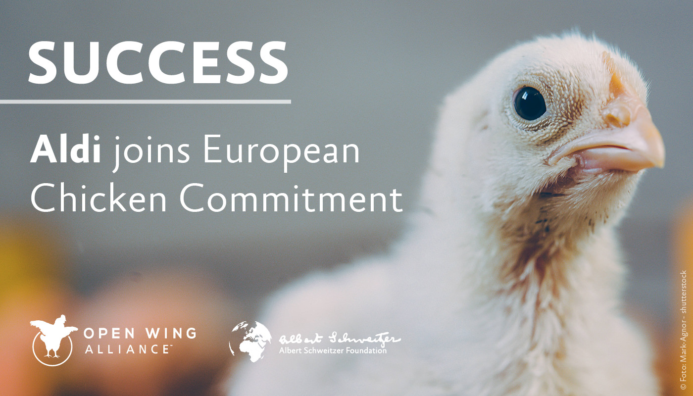 Success: Aldi Joins Chicken Commitment • Albert Schweitzer Foundation