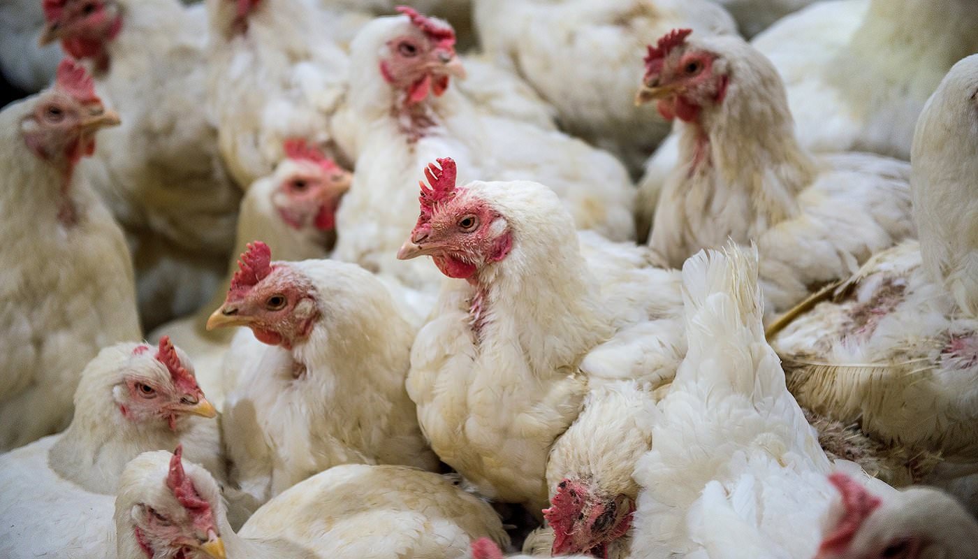 Aramark Joins European Chicken Commitment • Albert Schweitzer Foundation