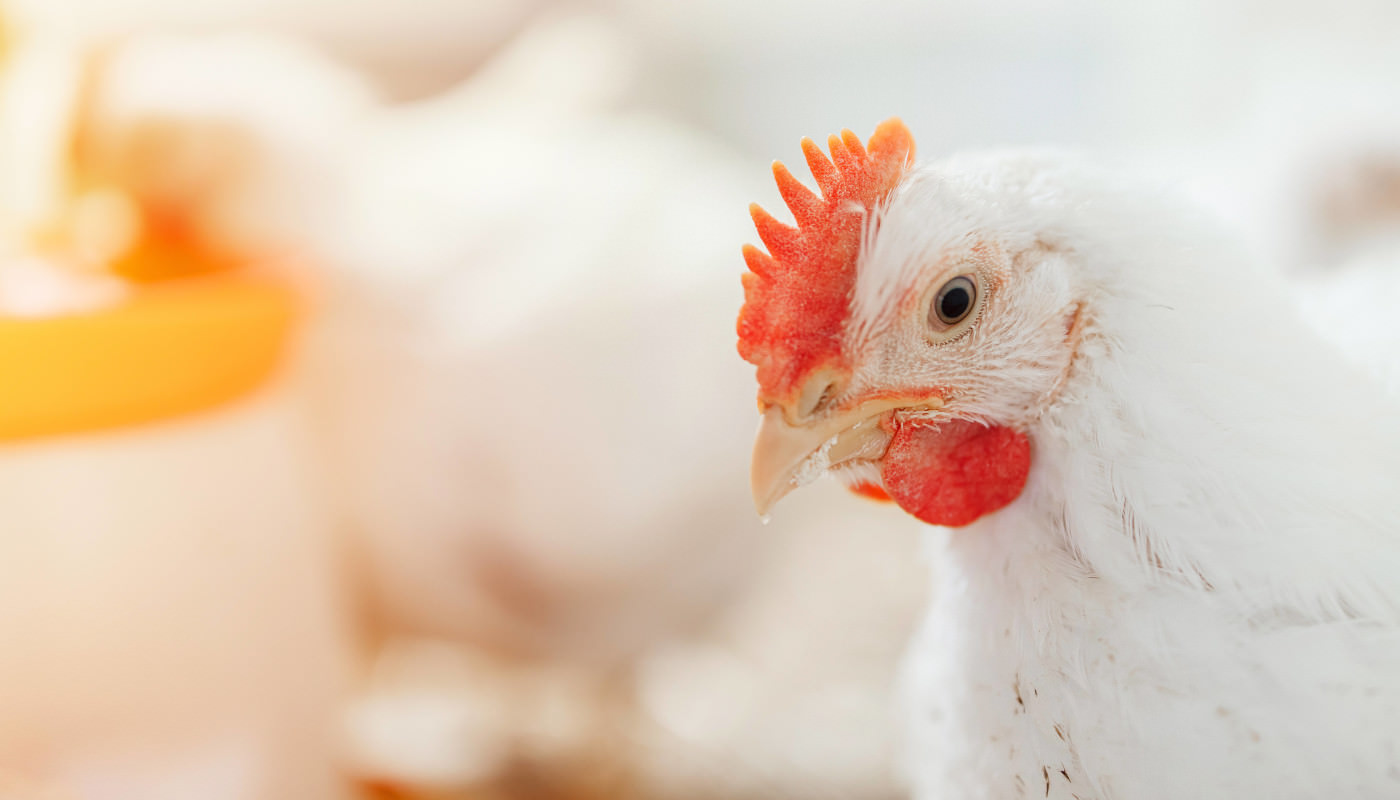 7 New Signatories to the Chicken Commitment • Albert Schweitzer Foundation