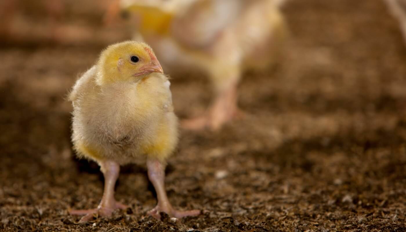 Procuratio Implements European Chicken Commitment • Albert Schweitzer ...