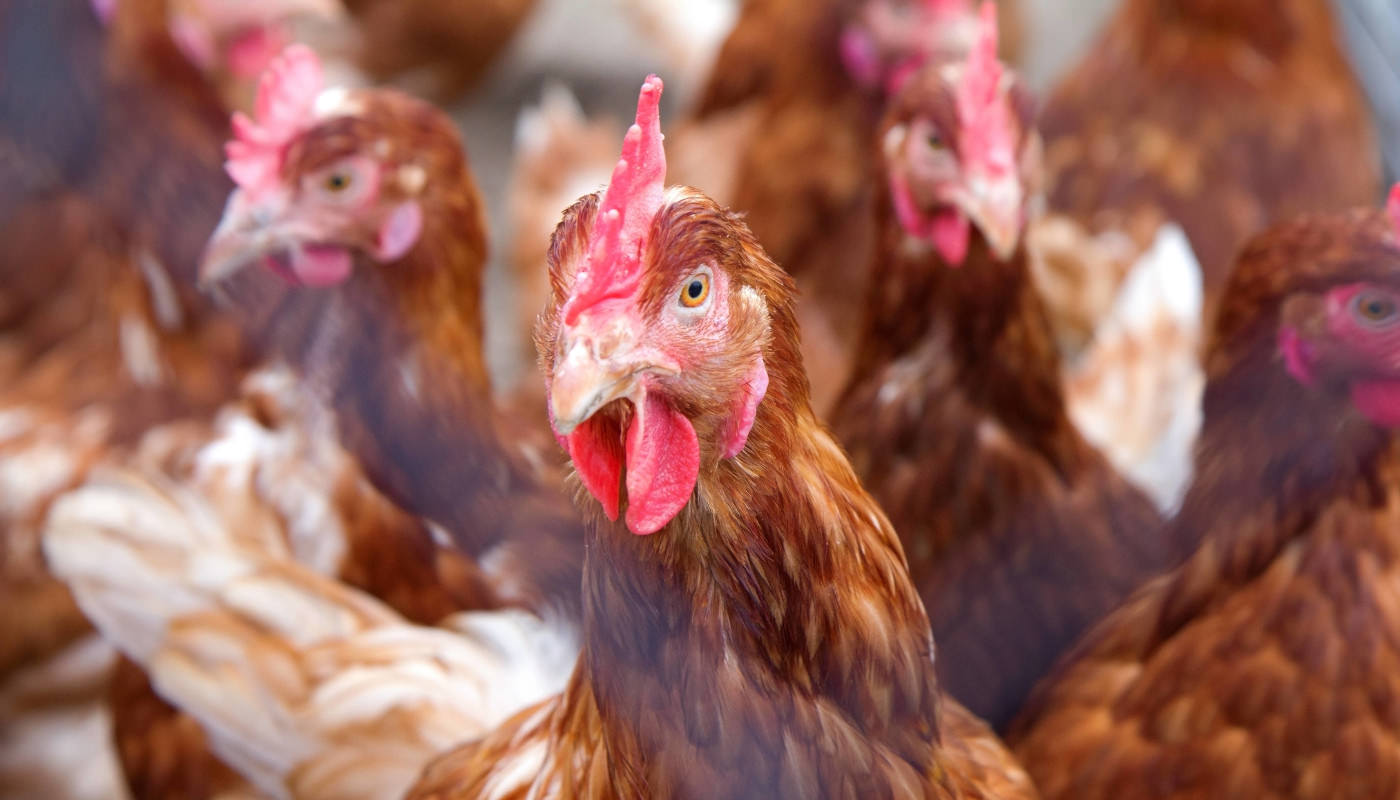 Germany’s Path to Ending Cages for Hens • Albert Schweitzer Foundation