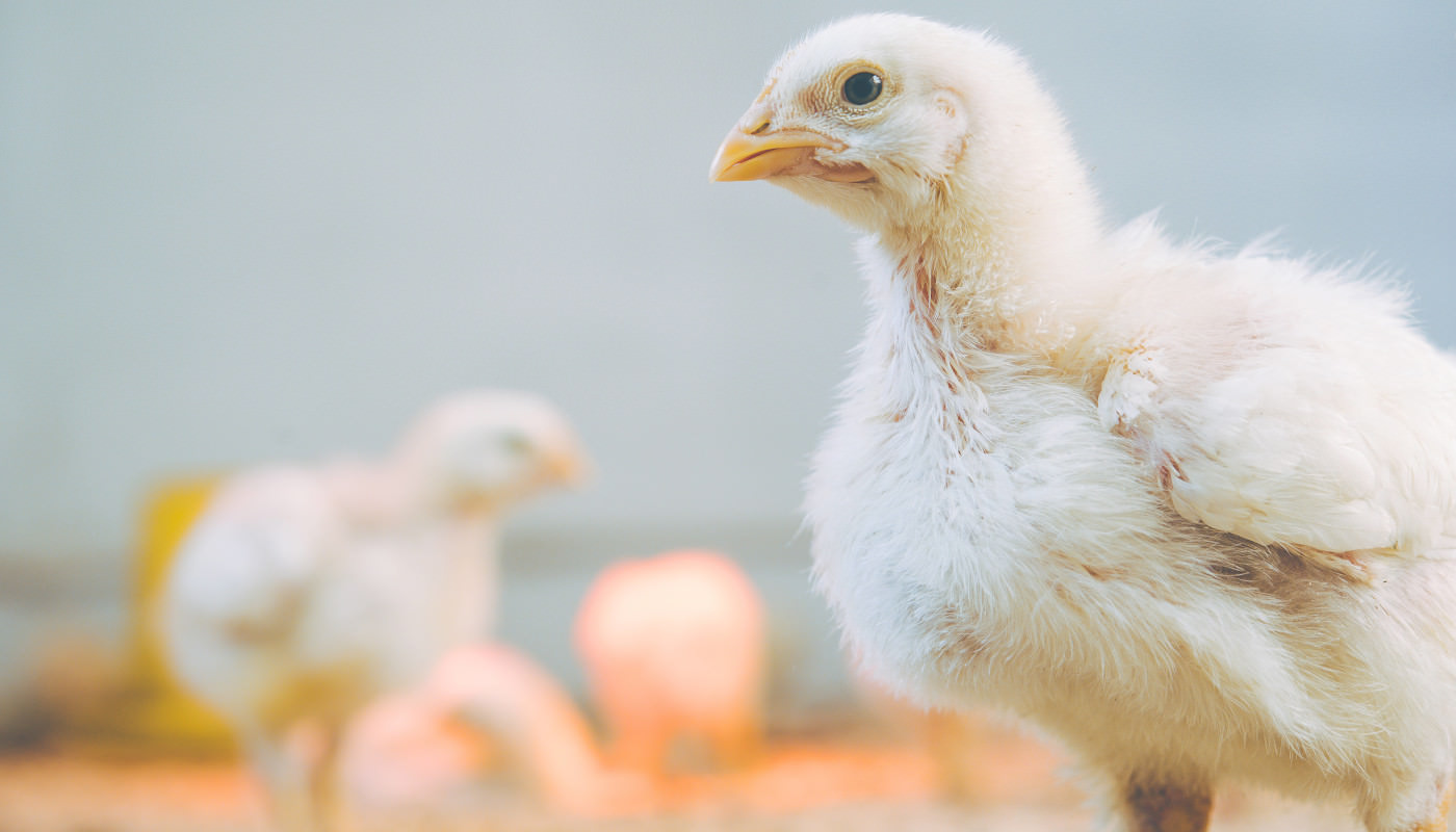 Chicken Commitment: Two New Members • Albert Schweitzer Foundation